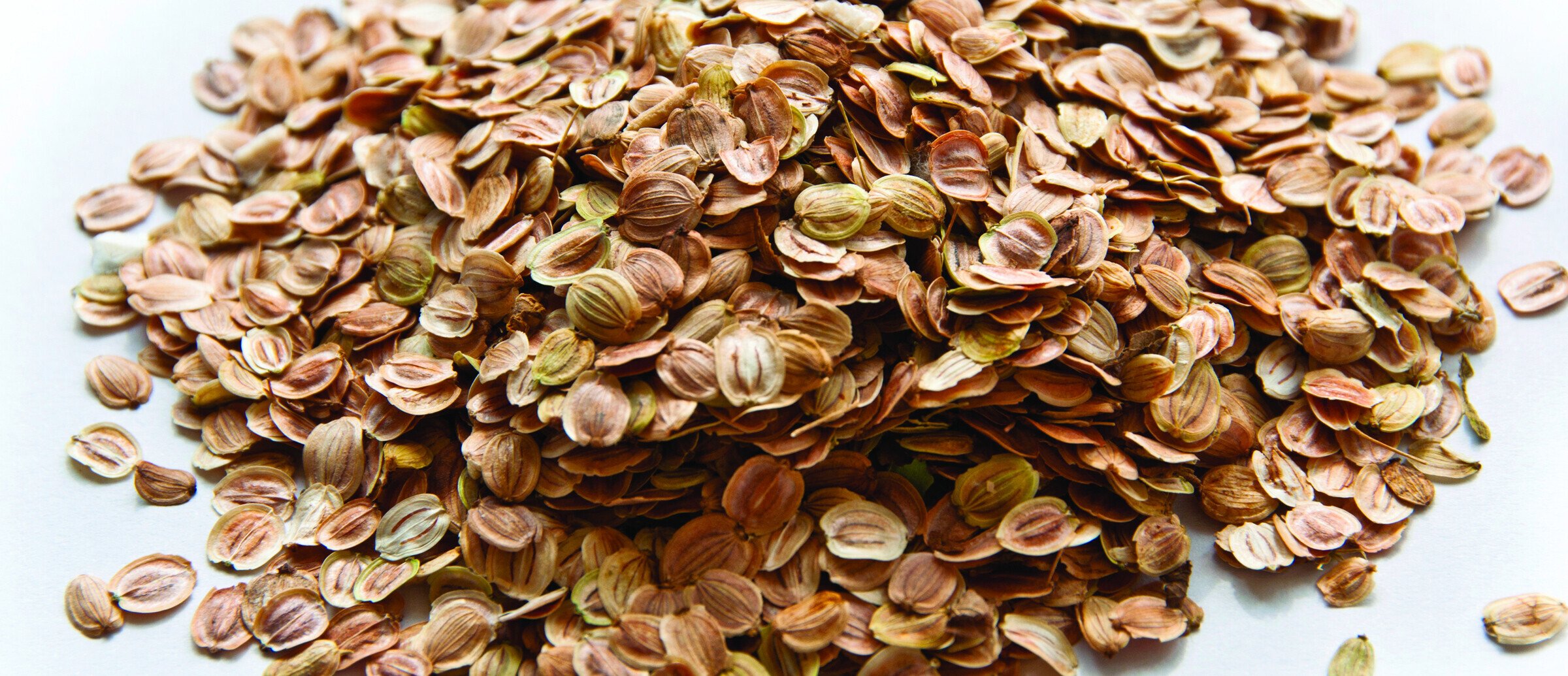 IMPORT REQUIREMENTS FOR APIACEAE - SPSNZ