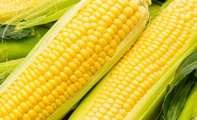 SWEET CORN SWEETCORN YELLOW BI-COLOUR SOUTH PACIFIC SEEDS VEGETABLE ...
