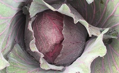 RED CABBAGE SOUTH PACIFIC SEEDS VEGETABLE SEEDS NEW ZEALAND COMERCIAL ...