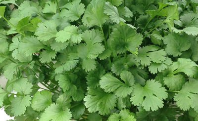 CORIANDER HERBS SOUTH PACIFIC SEEDS VEGETABLE SEEDS NEW ZEALAND ...