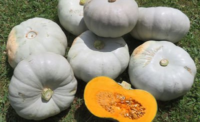 GREY PUMPKIN SOUTH PACIFIC SEEDS VEGETABLE SEEDS NEW ZEALAND COMERCIAL ...