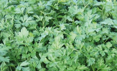 HERB PARSLEY GRANDE SOUTH PACIFIC SEEDS VEGETABLE SEEDS NEW ZEALAND ...