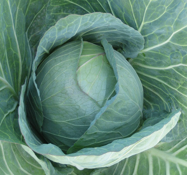 CABBAGE GREEN SUMMERCROSS SOUTH PACIFIC SEEDS VEGETABLE SEEDS NEW ...