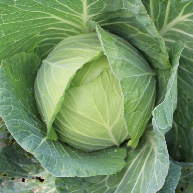 CABBAGE GREEN KAMERON SOUTH PACIFIC SEEDS VEGETABLE SEEDS NEW ZEALAND ...
