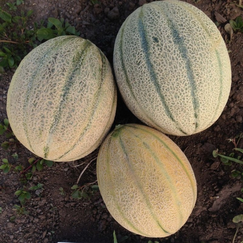 MELON ROCKMELON CHARLTON SOUTH PACIFIC SEEDS VEGETABLE SEEDS NEW ...